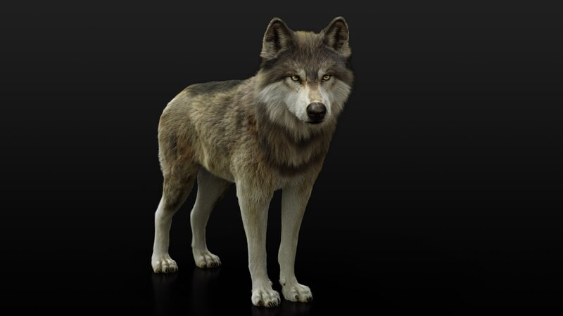 Wolf RIG XGEN